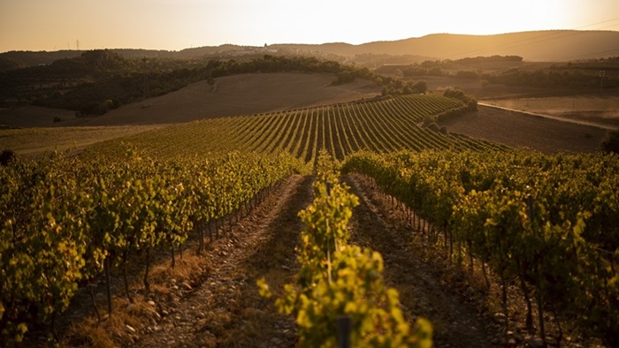 Aragón Wine Region – TRAVELLING SPAIN