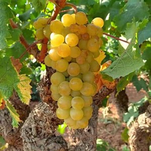 Moscatel de Alejandría – TRAVELLING SPAIN